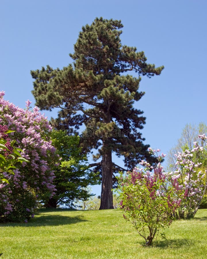 De Eenzame Boom Van De Pijnboom Stock Foto - Image of park, stijging ...
