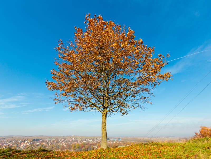 Eenzame De Herfst Naakte Boom Op De Bovenkant Van De Nachtberg Stock ... Eenzame De Herfst Naakte Boom Op De Bovenkant Van De Nachtberg Stock ...
