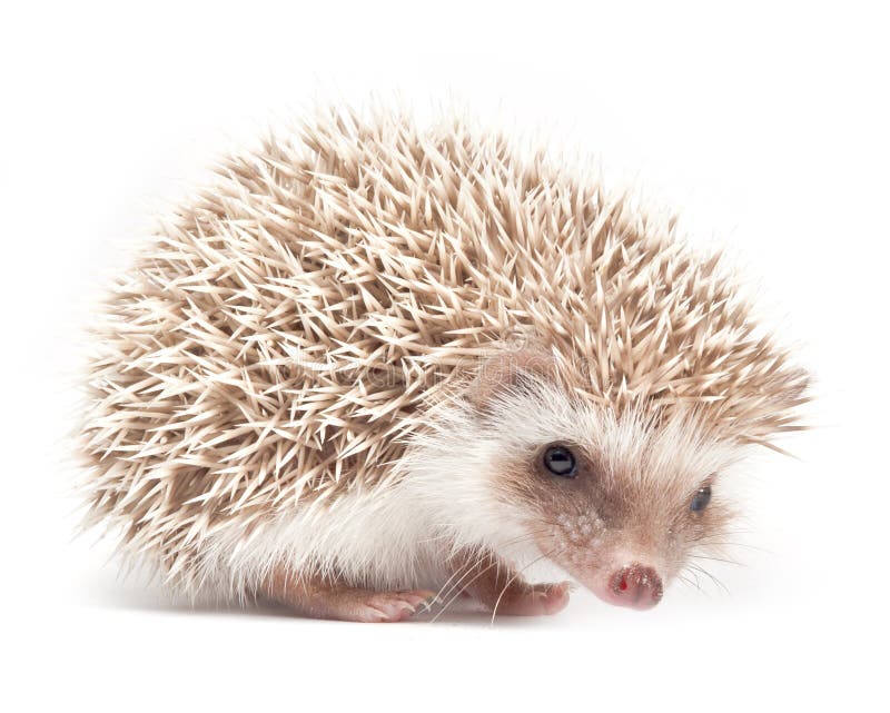 Egel Geïsoleerd Op Witte Achtergrond Stock Afbeelding - Image of schot ...