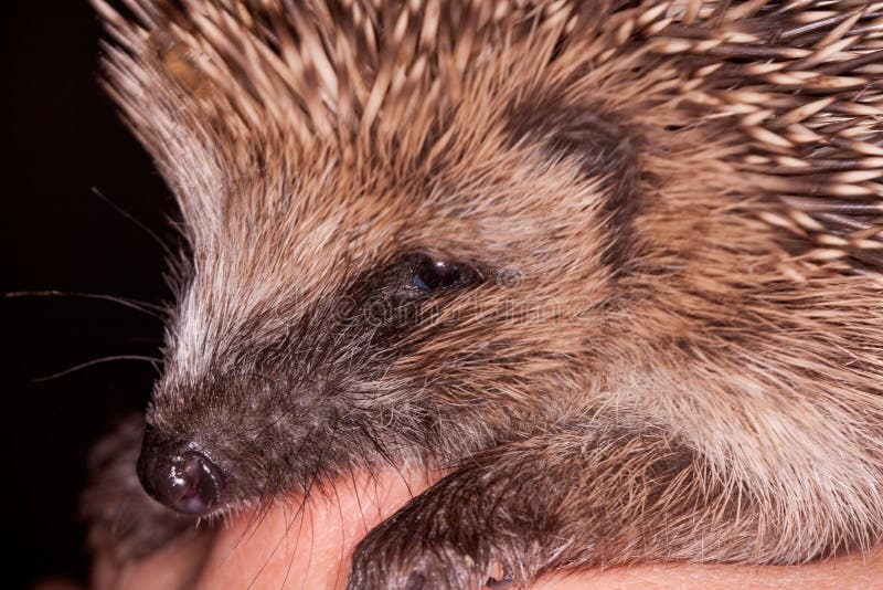 De Egel van de baby stock afbeelding. Image of klein - 25695479