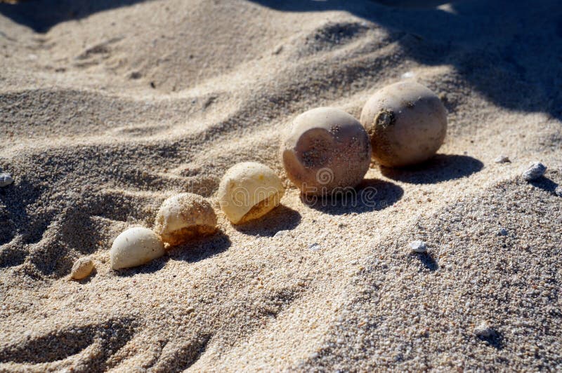 De Eieren Van De Babyzeeschildpad Stock Foto - Image of behoud, groen ...