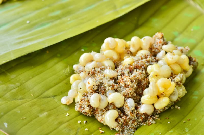 Miereneieren stock afbeelding. Image of insect, eieren - 37665297