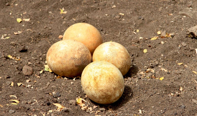 Het ei van de struisvogel stock afbeelding. Image of landbouwer - 4781983