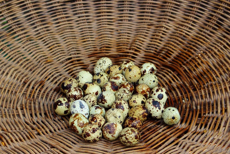 De Eieren Van Kwartels in Een Mand Stock Afbeelding - Image of vers ...