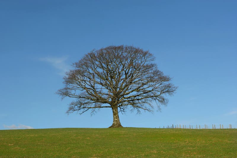 Silhouet Van Eiken Boom in De Winter Stock Foto - Image of koel ...