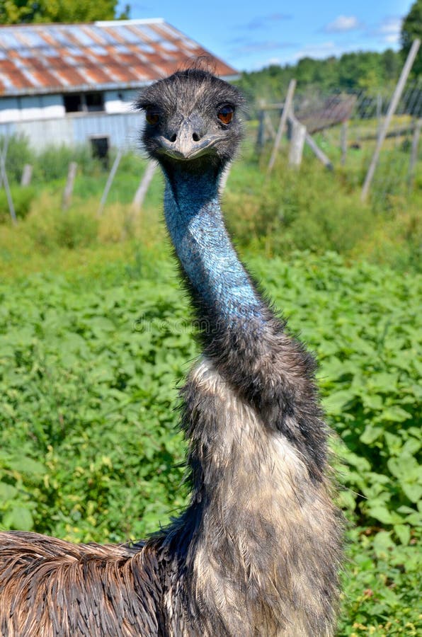 Jonge Emoe Chick Looking Cute in Gras Stock Afbeelding - Image of ...