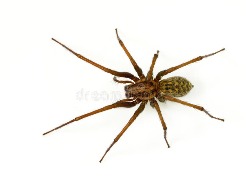 Enge trechterspin stock afbeelding. Image of huis, monstrosheid - 28129613