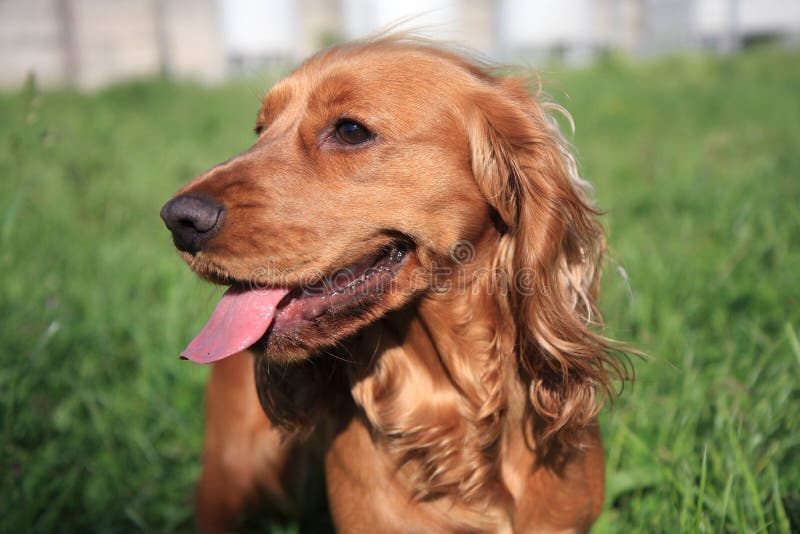 De Engelse Jonge Hond Van De Cocker-spaniël Stock Foto - Image of ...