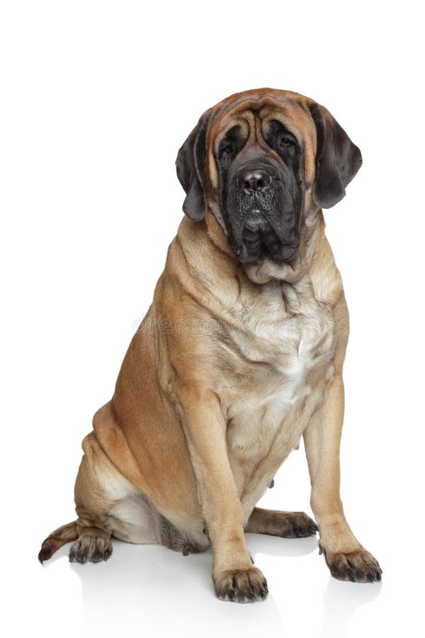 Engelse Mastiff stock afbeelding. Image of navel, wacht - 24081541