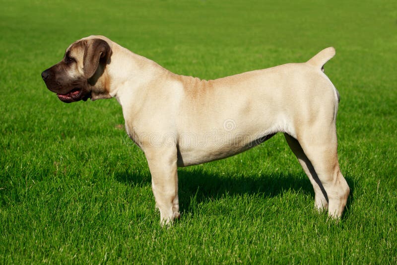 De Engelse Mastiff Van De Rassenhond Stock Afbeelding - Image of status ...