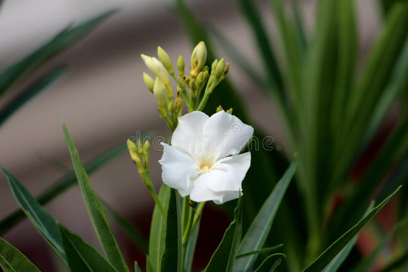 Oleander of Nerium Oleander Struikgewas Met Open Bloeiende Lichtroze ... Oleander of Nerium Oleander Struikgewas Met Open Bloeiende Lichtroze ...