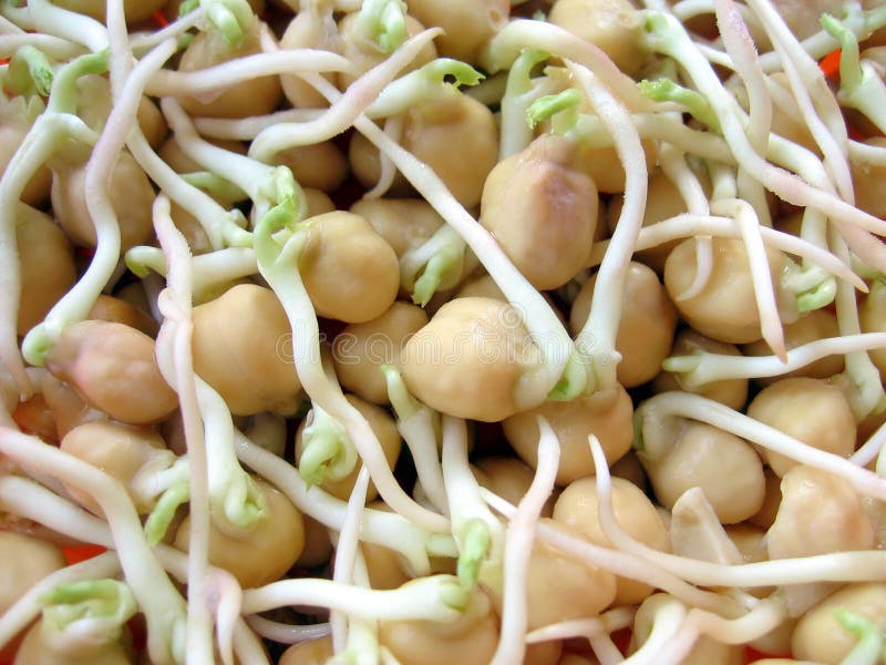 Spruit stock afbeelding. Image of achtergrond, milieu - 117192275