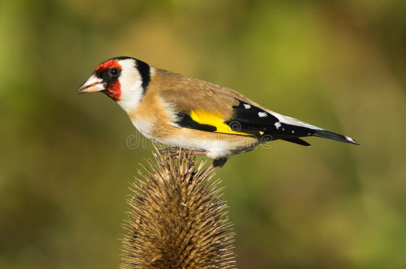 De Europese Close-up Van De Distelvink Stock Afbeelding - Image of ...