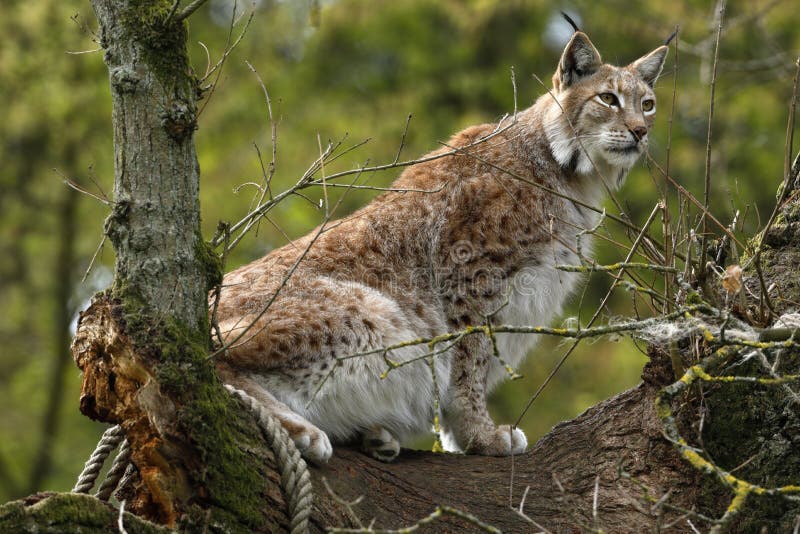 De Europese Lynx stock afbeelding. Image of wild, europees - 144691697