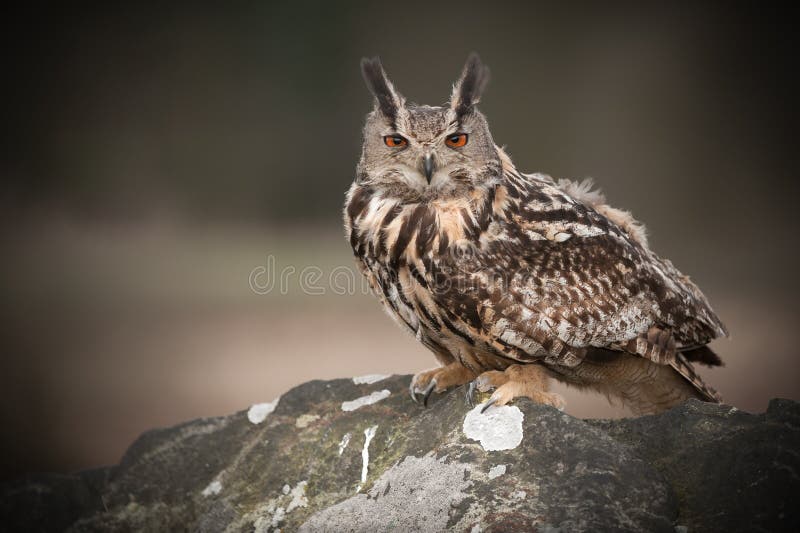 De Europese Uil van Eagle stock foto. Image of jongen - 29500452