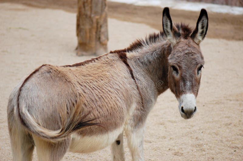 De ezel stock foto. Image of ezel, bont, zoogdier, binnenlands - 19563968