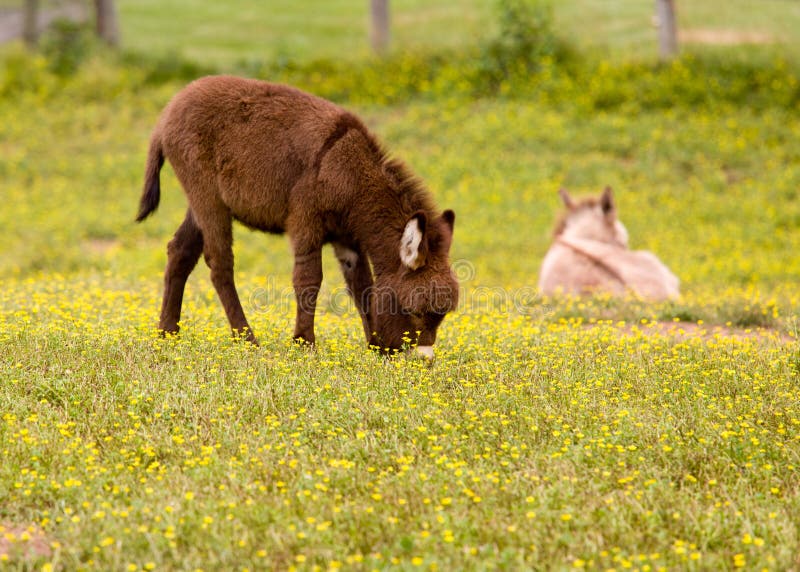 De Ezel Die Van De Baby in Weide Bloemen Eet Stock Foto - Image of kalf ...