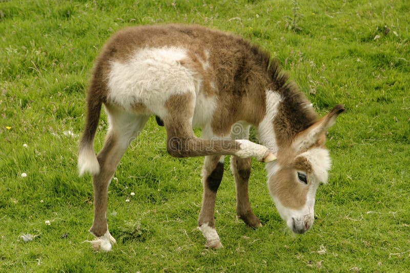 De Ezel van de baby stock afbeelding. Image of gras, foel - 1265897