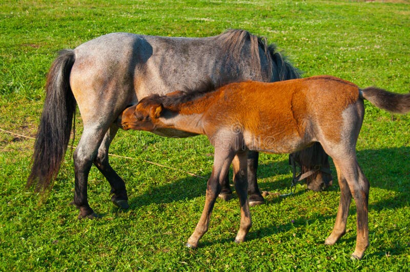 De Ezel van de baby stock afbeelding. Image of drank - 17075293
