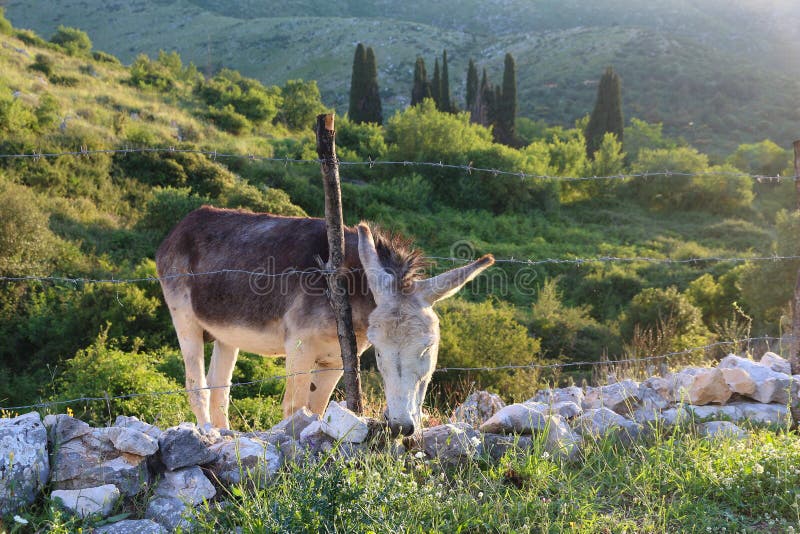 Ezel in Grieks Dorp stock foto. Afbeelding bestaande uit europees - 3375068