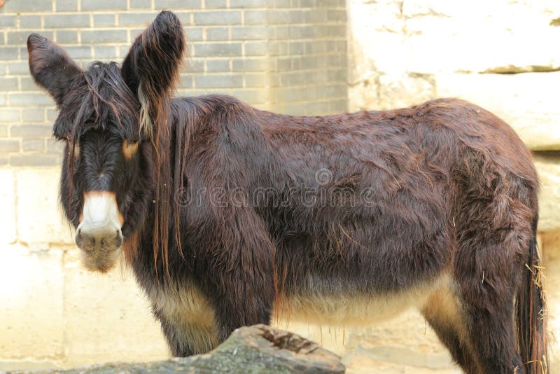 Poitou Donkey, Frans Ras Van Ezels in De Dierentuin Van Wilhelma in ...