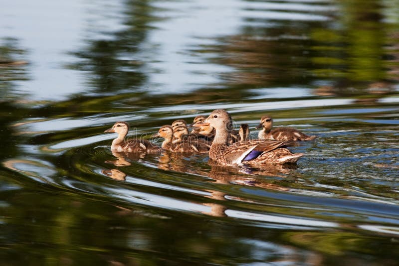 De Familie Van De Eend Van De Wilde Eend Stock Afbeelding - Image of ...