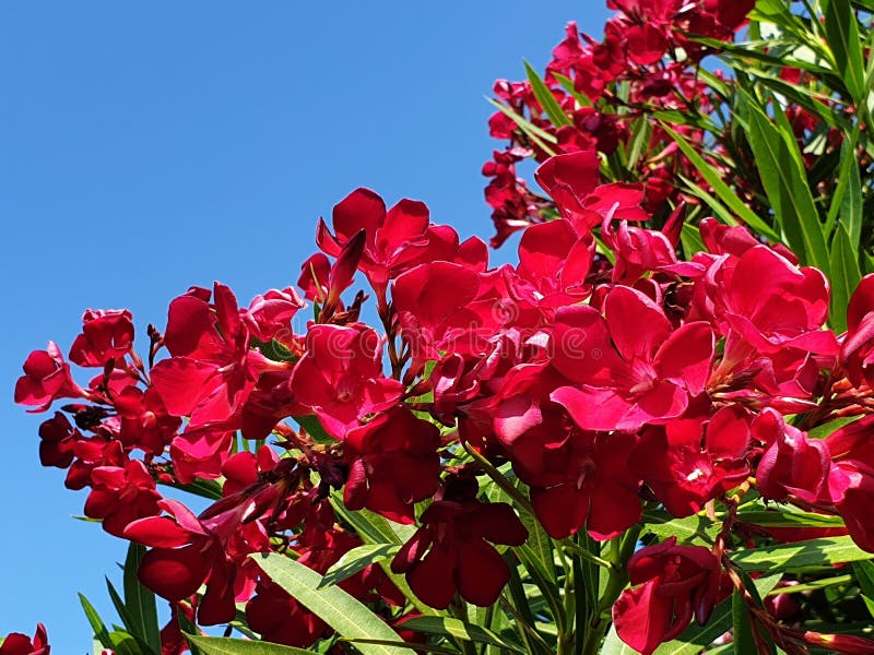 De Fleurs Rouges Nerium Ou De Oleander Nerium Image stock - Image du ...