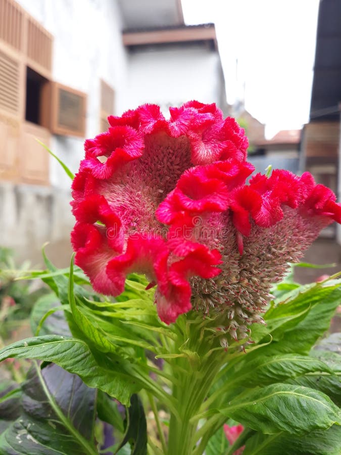 Celosia La Fleur De Velours Rouge Image stock - Image du photo, cuisine ...