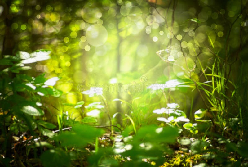 Blurred forest stock image. Image of natural, green, summer - 2751059
