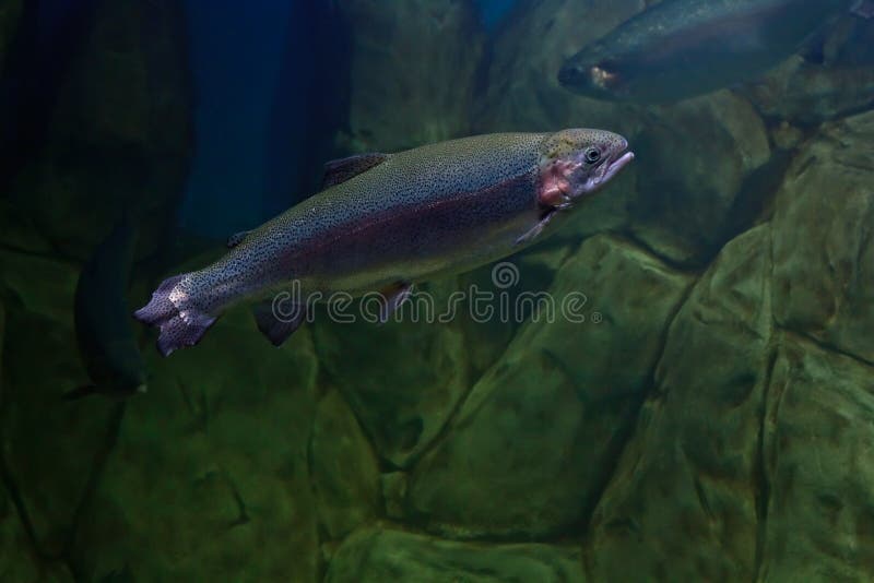 De Forel of De Zalmforel Van De Regenboog Stock Foto - Image of ...