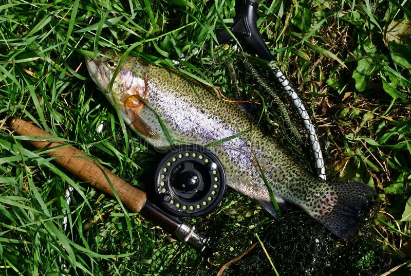 De forel van de regenboog stock foto. Image of ontspan - 12626700