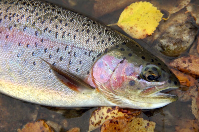 De forel van de regenboog stock afbeelding. Image of regenboog - 12887047