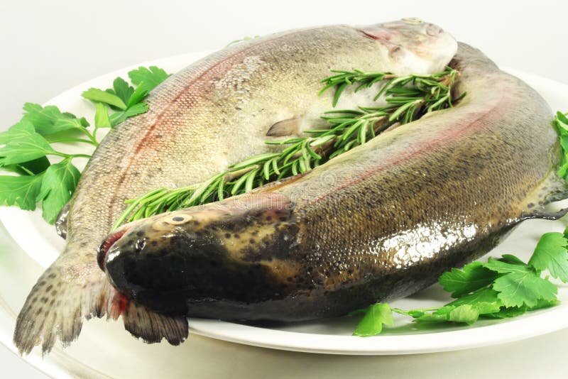 De forel van de regenboog stock foto. Image of rozemarijn - 17159956