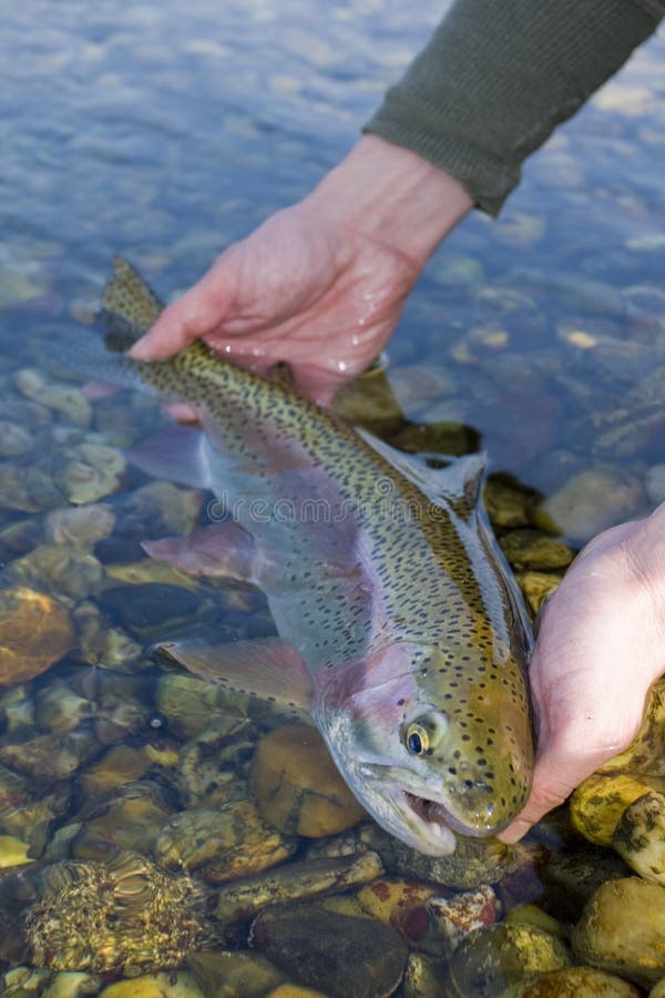 De forel van de regenboog stock foto. Image of versie - 8806156