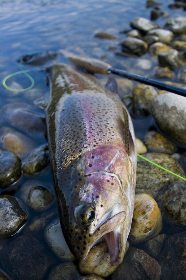 De forel van Rainbown stock foto. Image of nave, vangst - 7719256