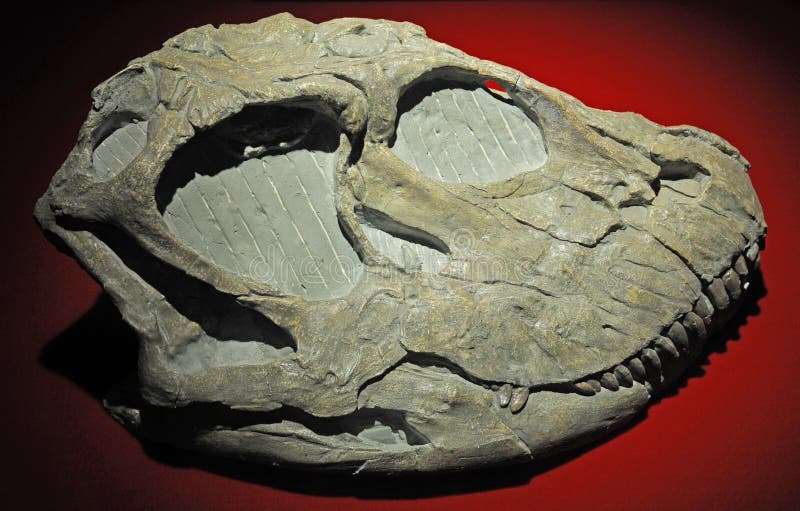 De Fossielen Van De Dinosaurus Stock Afbeelding - Afbeelding bestaande ...