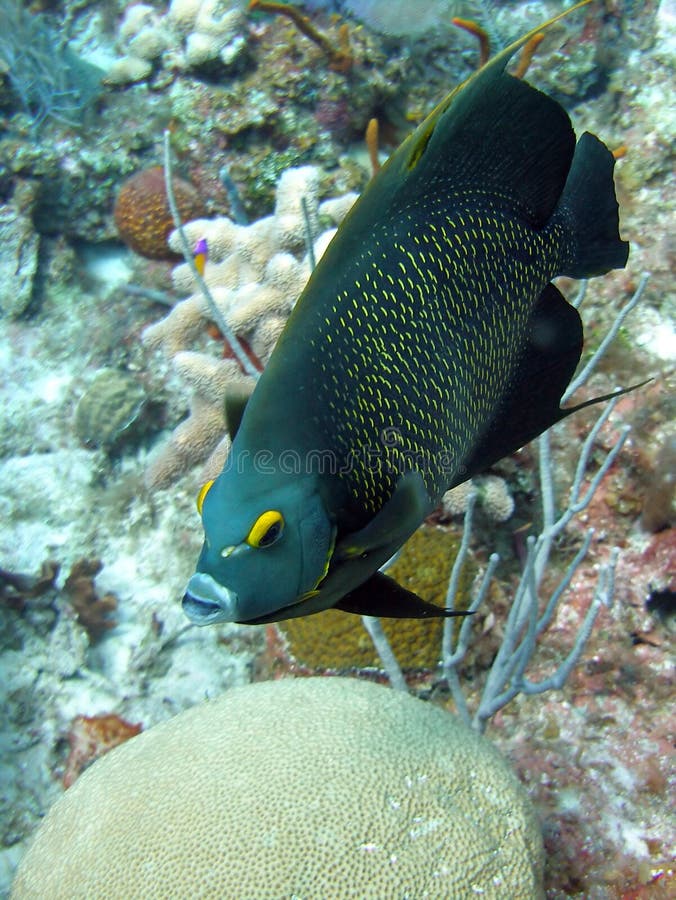 De Franse Vissen Van De Engel Stock Afbeelding - Image of water, koraal ...