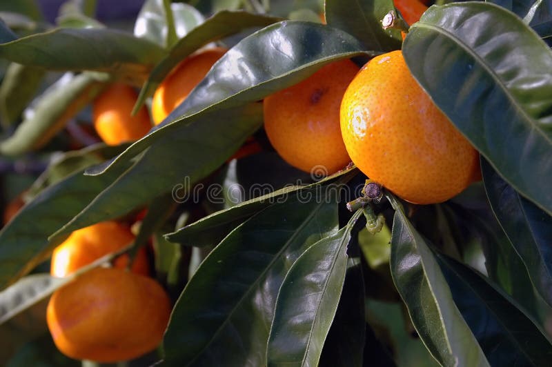 De Fruitteelt Van De Citrusvrucht Stock Afbeelding - Image of trillend ...