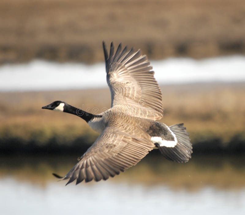 Canadese Gans Vliegt Over Wetlands Stock Foto - Image of canada ...