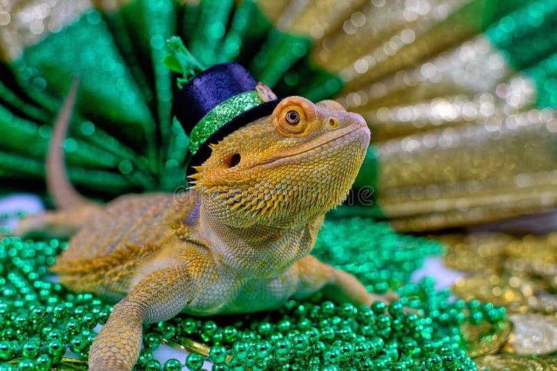 De Gebaarde Dag Van Dragon Celebrating St Patrick ` S Stock Afbeelding ...