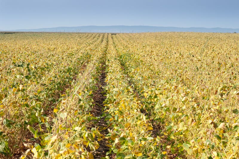 De Gebieden Van De Sojaboon Stock Afbeelding - Image of horizontaal ...
