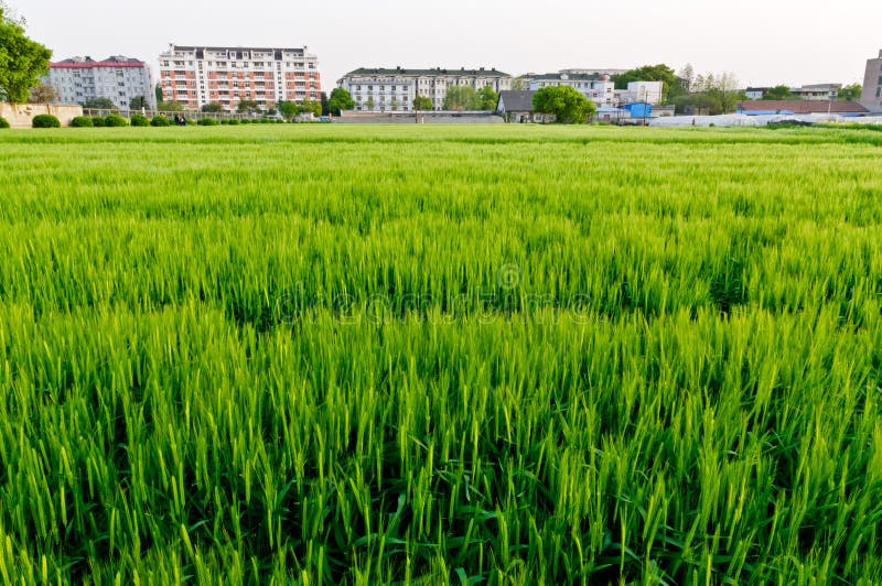 De Gebieden Van De Tarwe in Het Land Stock Afbeelding - Image of groei ...