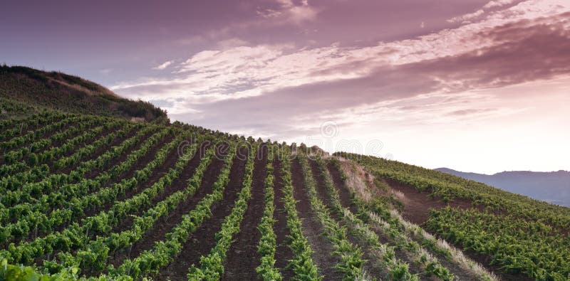 De Gebieden Van De Wijnstok Stock Foto - Image of wolk, ontspan: 14832436