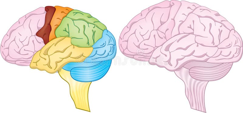 De gebieden van hersenen stock illustratie. Illustration of computer ...