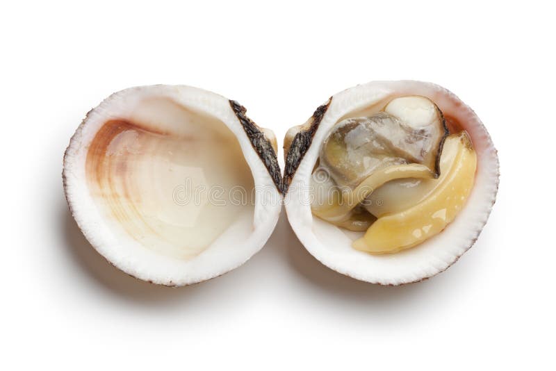 De Gehele Gekookte Open Kokkel Van De Hond Stock Foto - Image of bereid ...