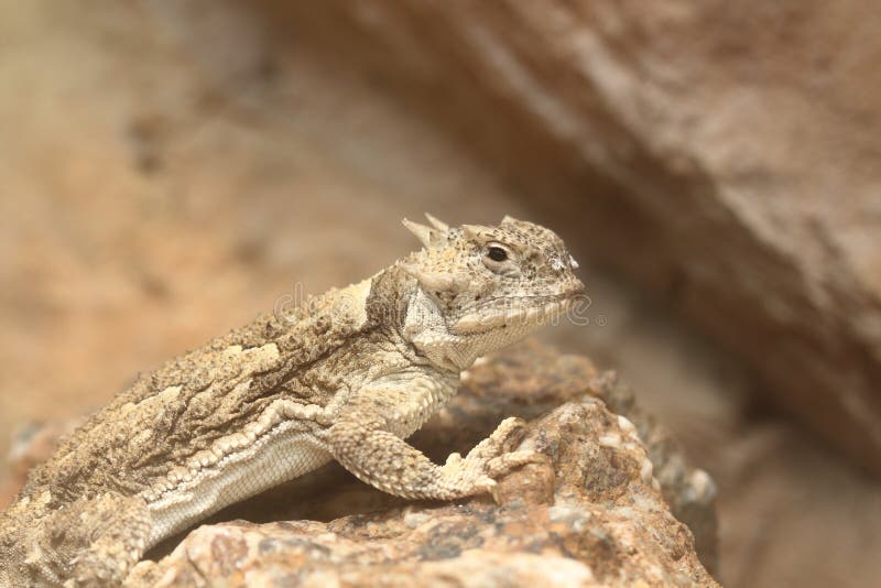 De Gehoornde Hagedis Van De Woestijn Stock Foto - Image of reptiel ...
