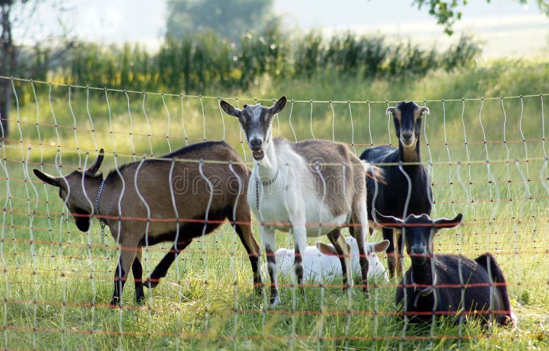 De geit blaat stock afbeelding. Image of openlucht, omheining - 31696639