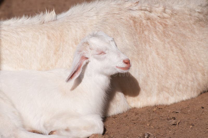 De Geit van de baby stock foto. Image of zoogdier, industrie - 21169312