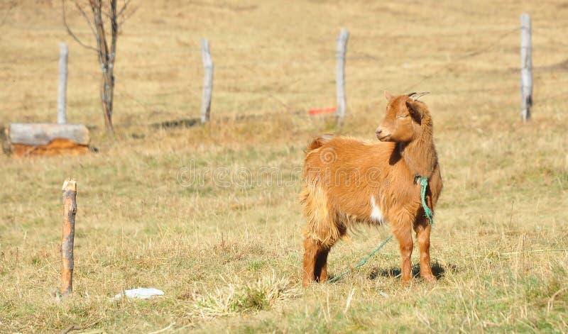 De Geit Van De Baby Het Weiden Stock Foto - Image of ogen, zoet: 21866874