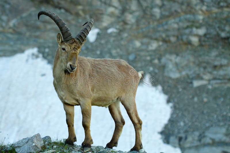 Berggeit stock afbeelding. Image of kiezelsteen, wildlife - 16729801